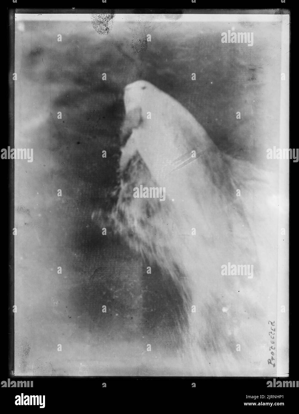 The dolphin Pelorus Jack Stock Photo - Alamy