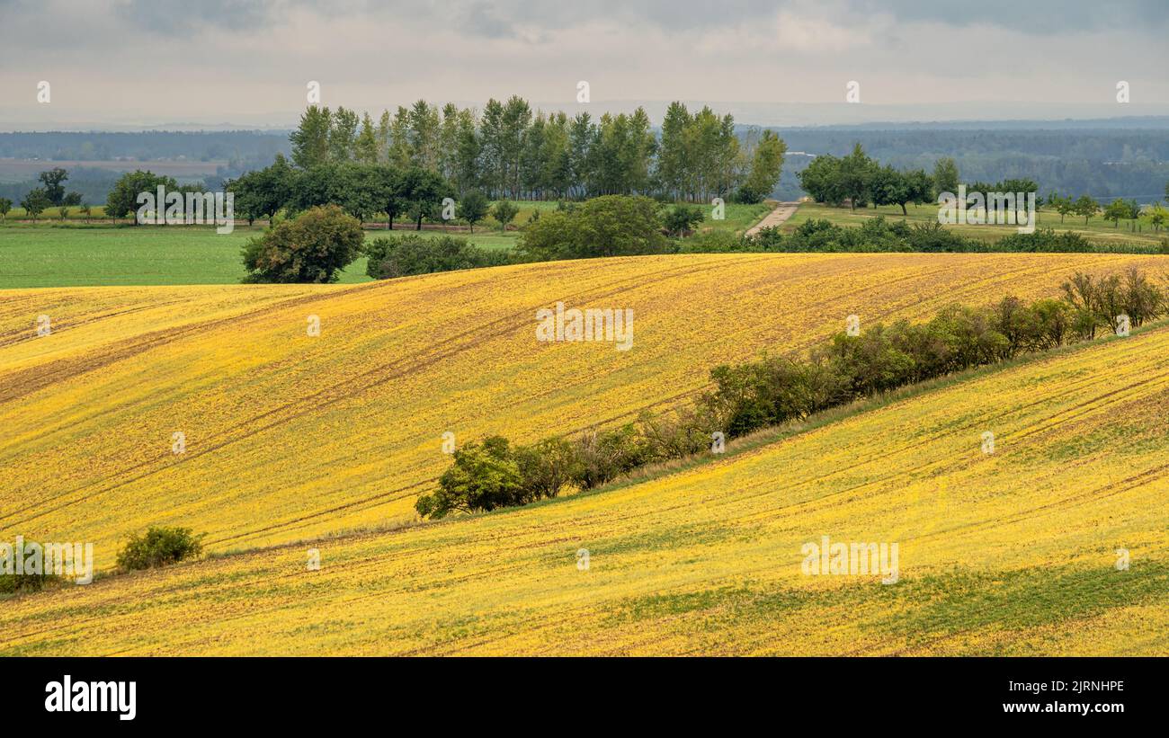 Moravian Tuscany trees and field waves in the late summer Stock Photo ...