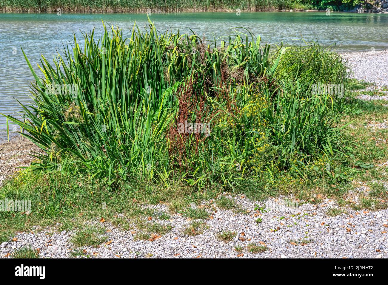 Reed plant on the lake shore of Tegernsee Stock Photo - Alamy