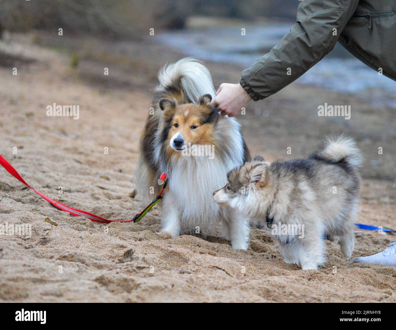 Portrait of a young Finnish Lapphund puppy and Sheltie Shetland ...