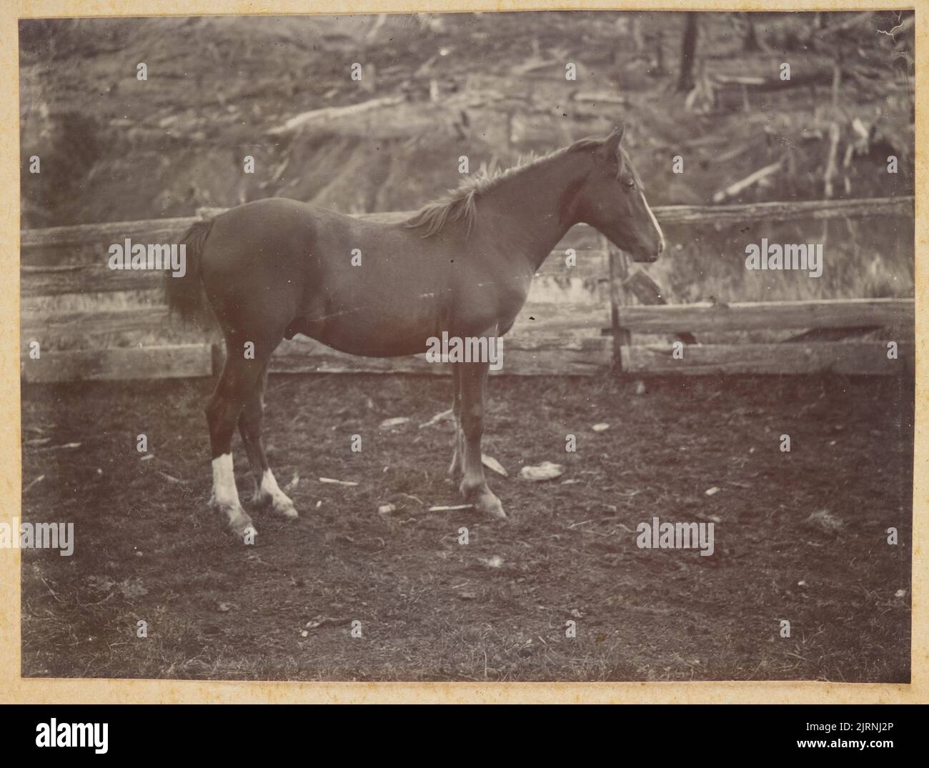Gonje. From the album: Snapshot album - Nga Mahanga, circa 1900 ...