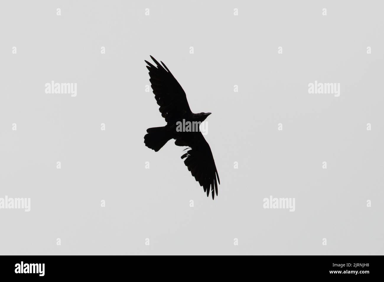 Raven uk corvus corax flight hi-res stock photography and images - Alamy