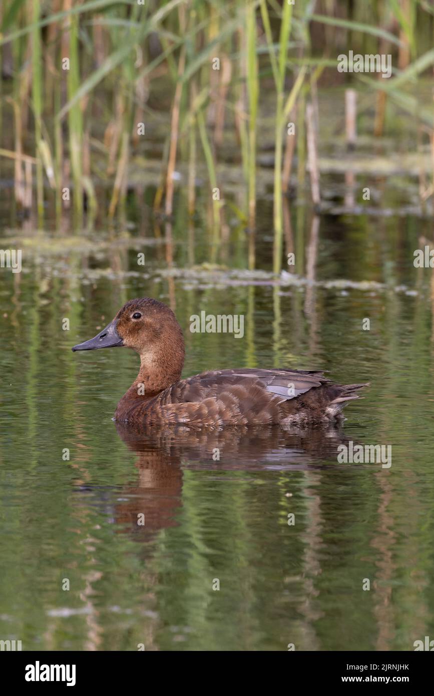 Common Pochard (Aythya ferina) female Norfolk UK GB June 2022 Stock ...