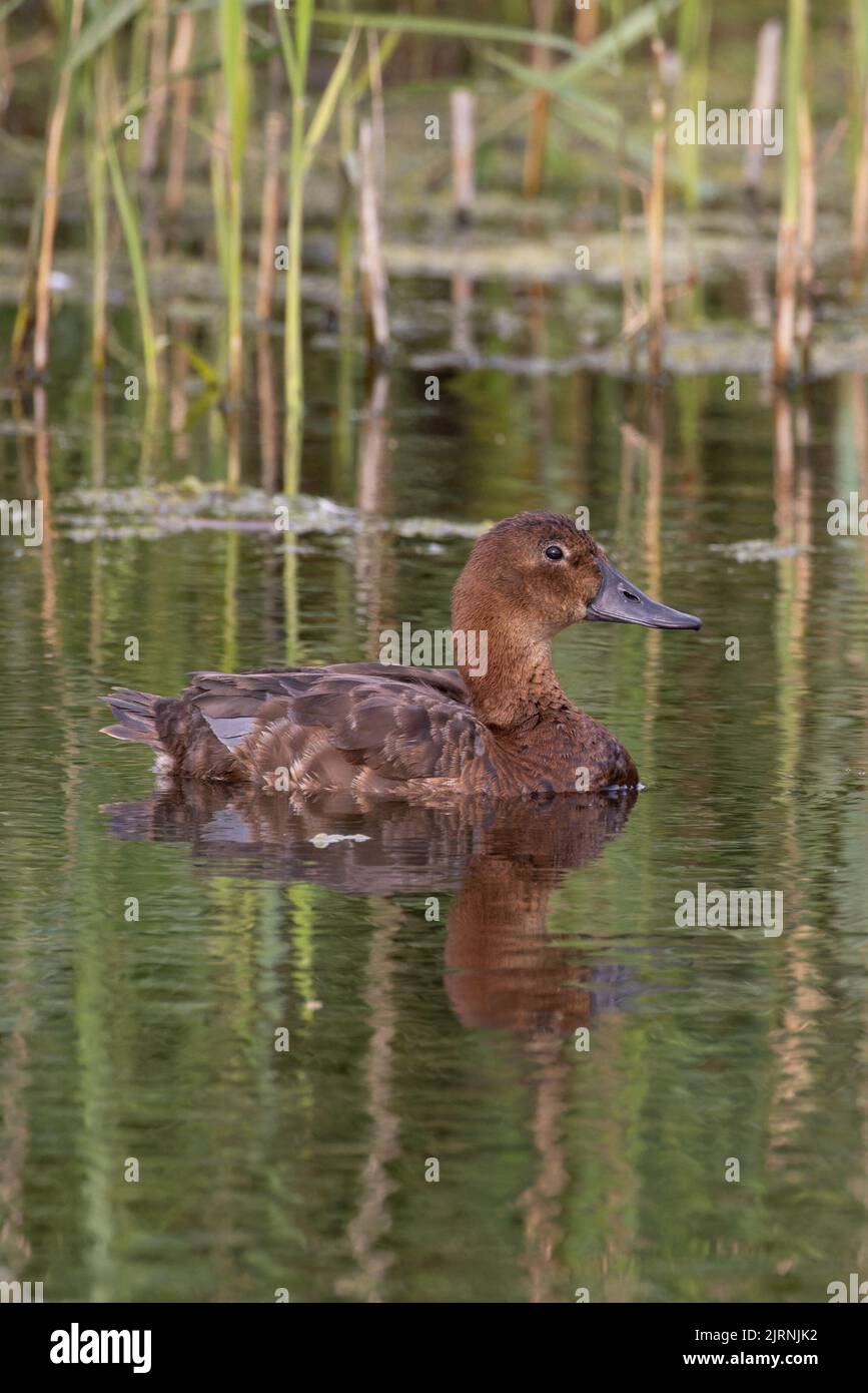 Common Pochard (Aythya ferina) female Norfolk UK GB June 2022 Stock ...