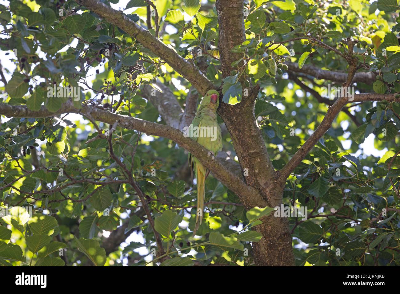 Rose-ringed Parakeet (Psittacula krameri) London UK GB August 2022 ...