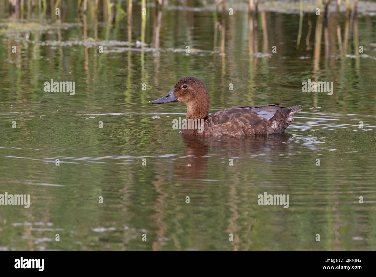 Common Pochard (Aythya ferina) female Norfolk UK GB June 2022 Stock ...