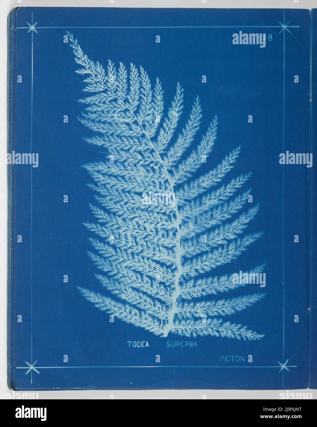 Todea Superba. From the album: New Zealand ferns. 148 varieties, 1880 ...