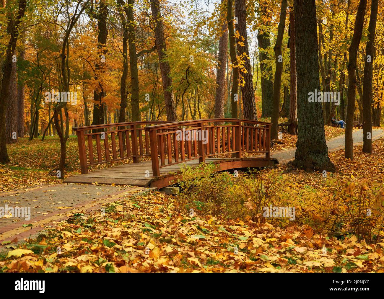 Autumn forest bridge way in scenery fall woods Stock Photo - Alamy
