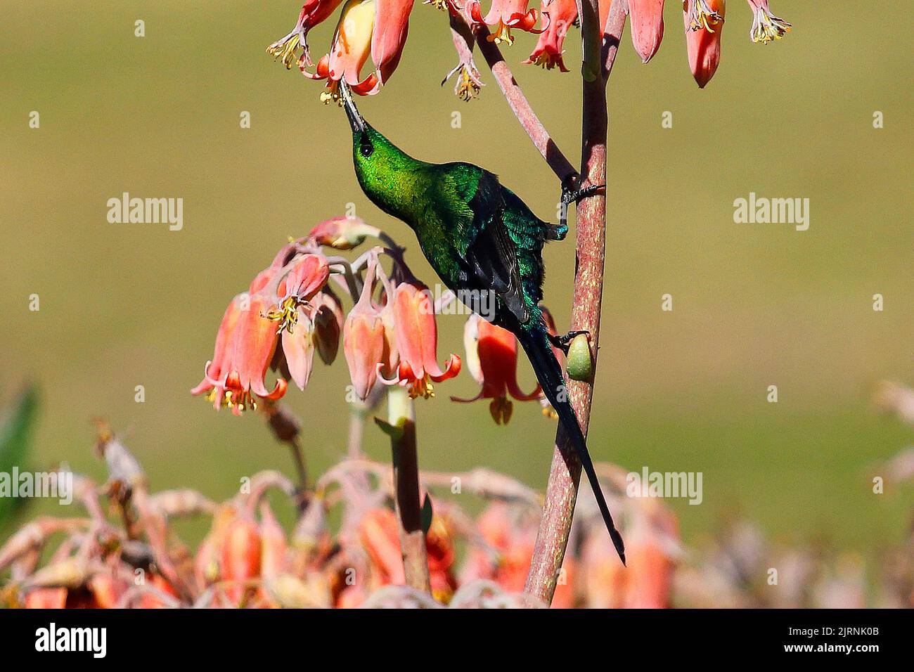Acrobatic malachite sunbird using its long decurved beak to feed on ...