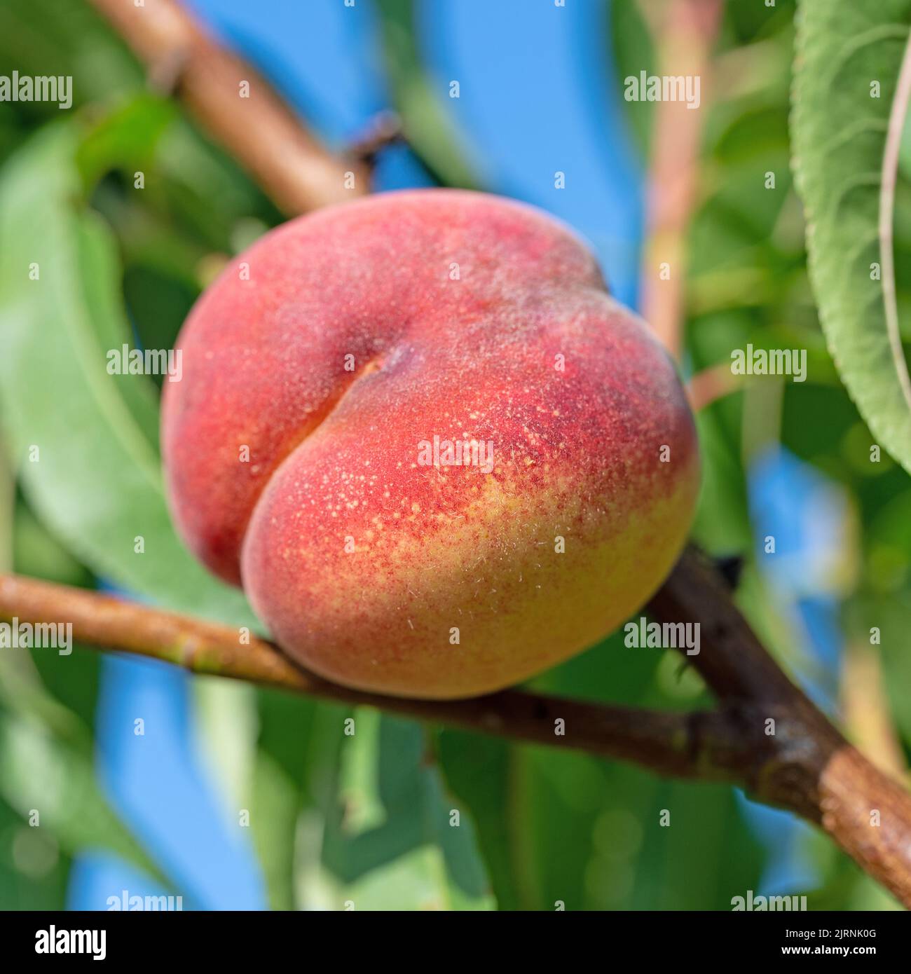 Peach, Prunus persica, on the tree Stock Photo - Alamy