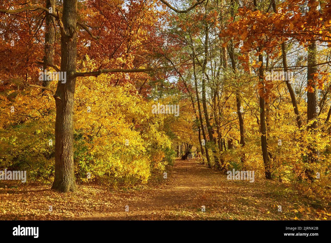 Autumn forest bridge way in scenery fall woods Stock Photo - Alamy