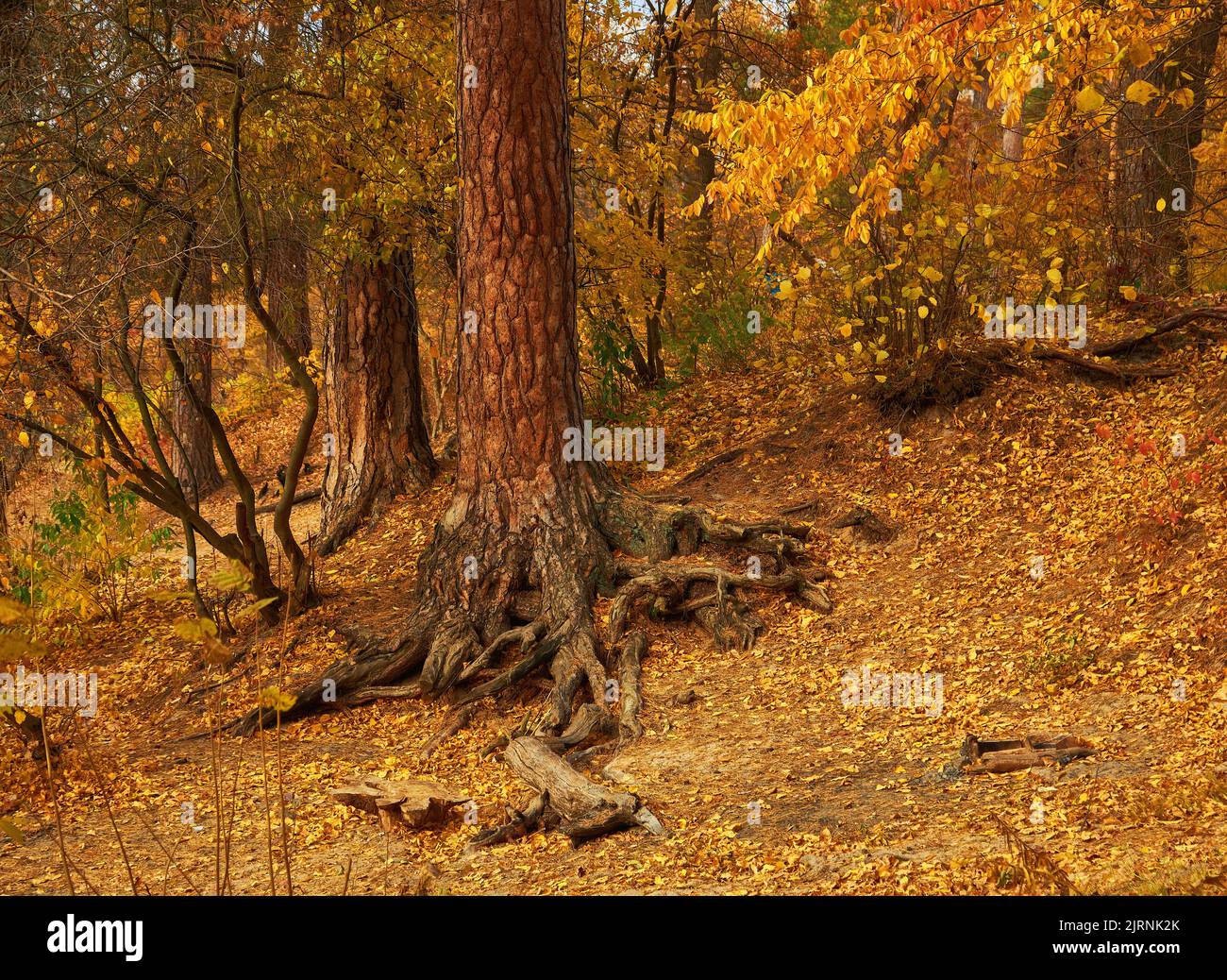 Park heidelberg autumn fall hi-res stock photography and images - Alamy