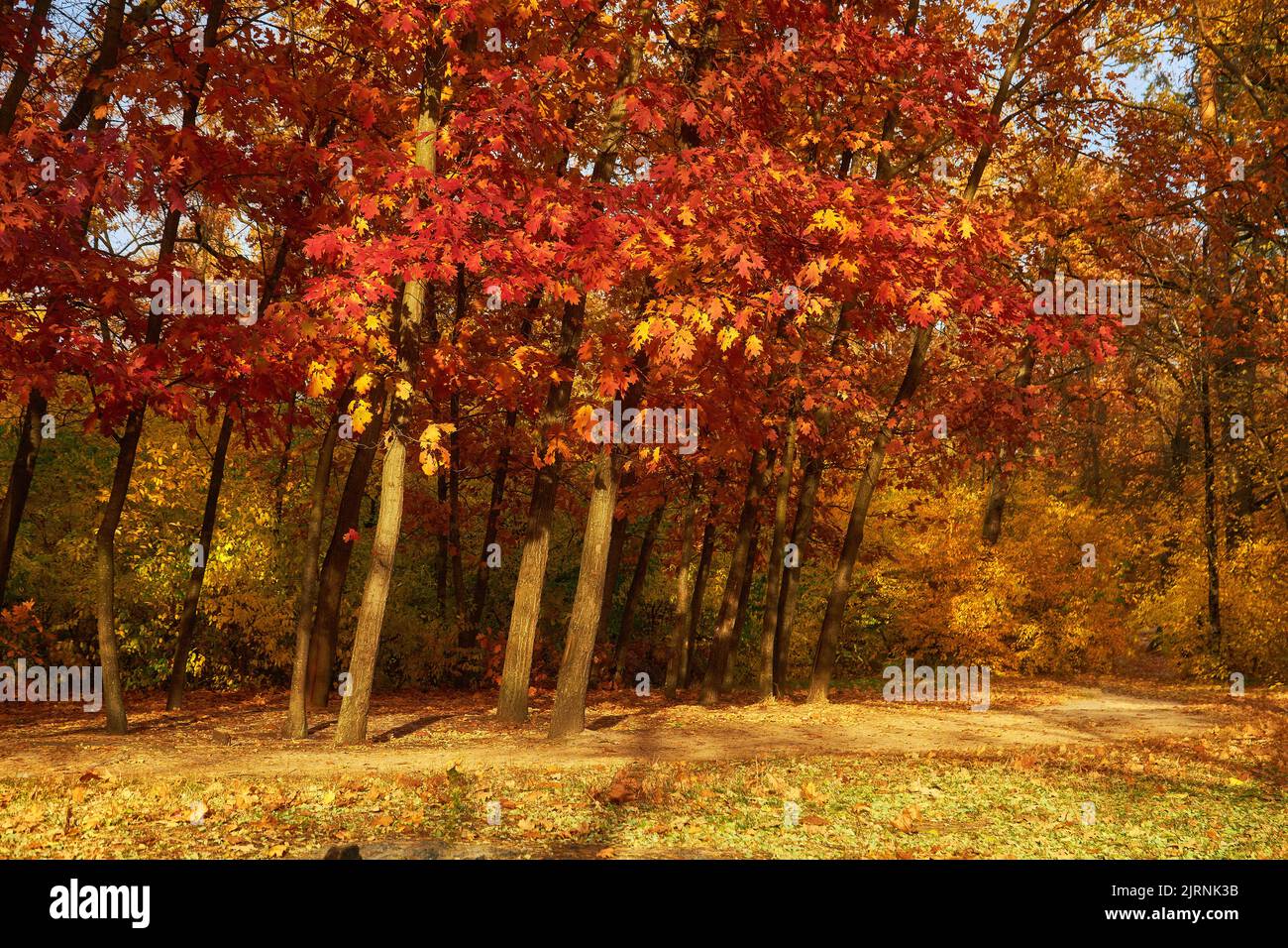 Autumn forest bridge way in scenery fall woods Stock Photo - Alamy
