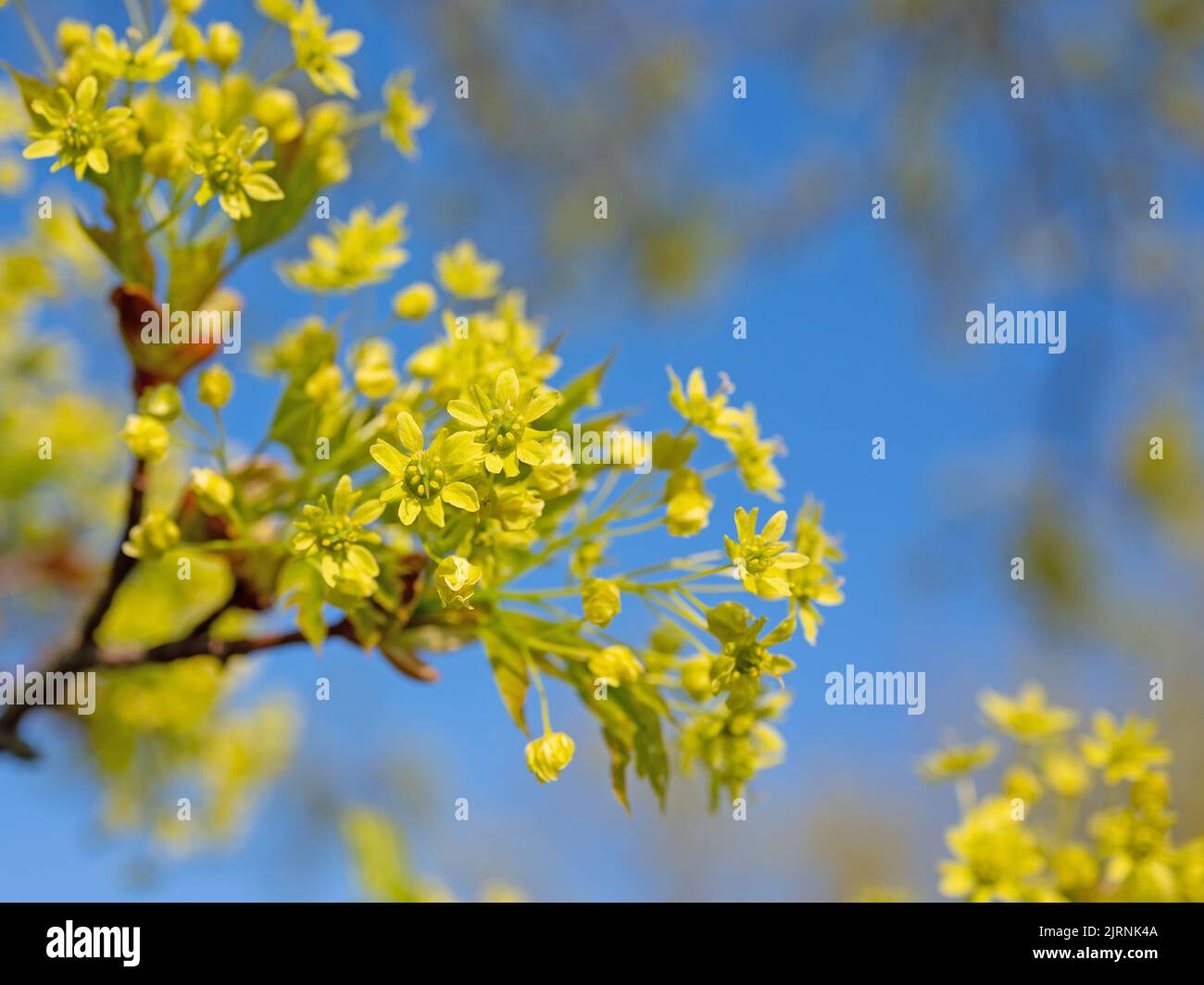 Pointed leaved maple hi-res stock photography and images - Alamy