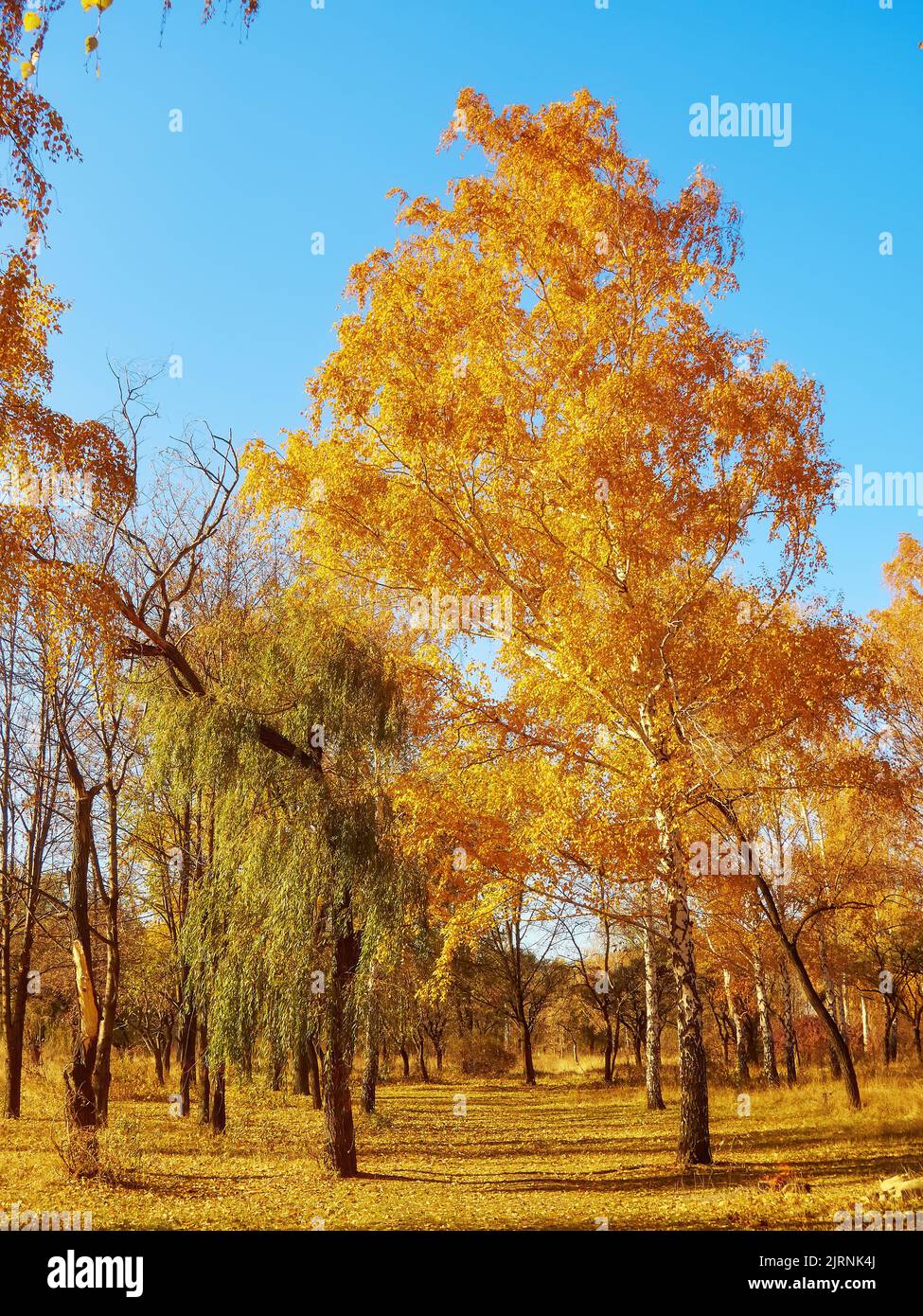 Autumn forest bridge way in scenery fall woods Stock Photo - Alamy
