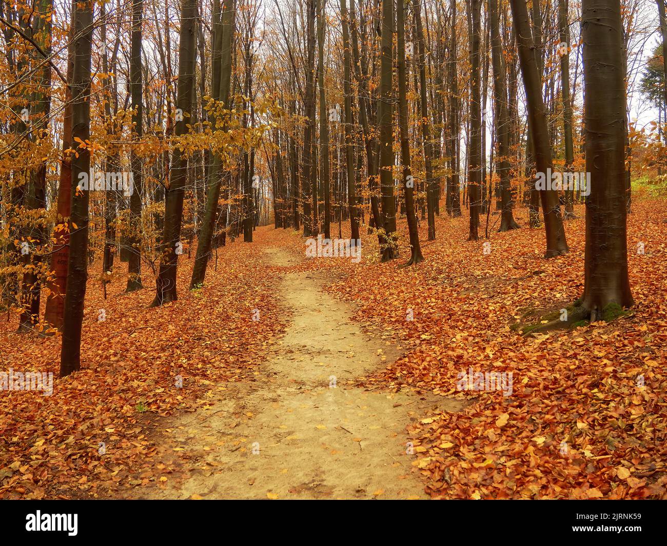 Autumn forest bridge way in scenery fall woods Stock Photo - Alamy