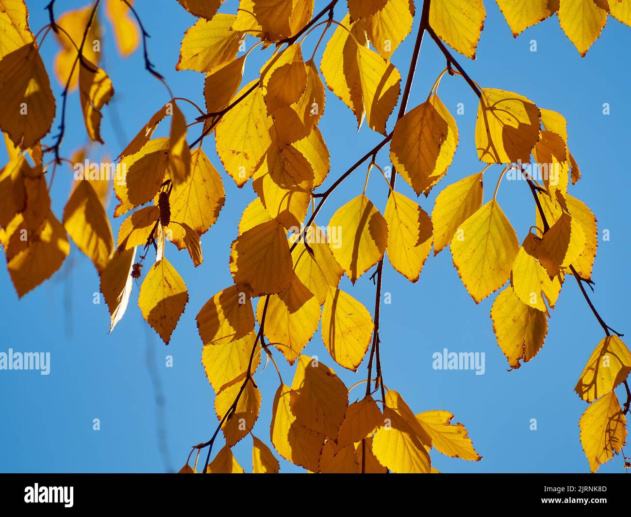 Autumn leaves on a tree branch. autumn photography Stock Photo - Alamy