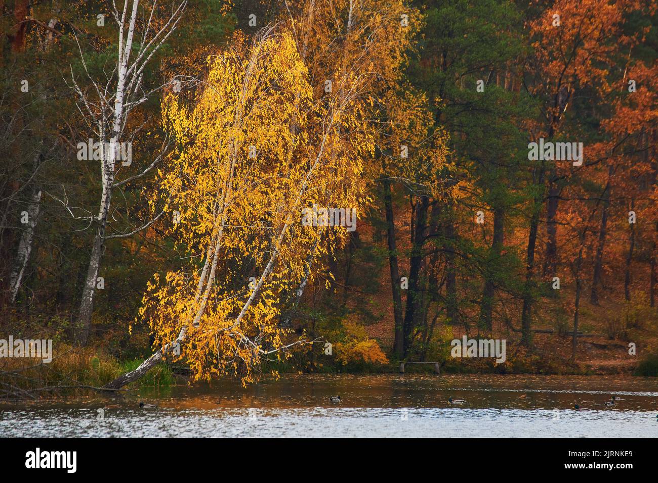 Beautiful autumn nature landscape.Sunny autumn scene with birch tree ...