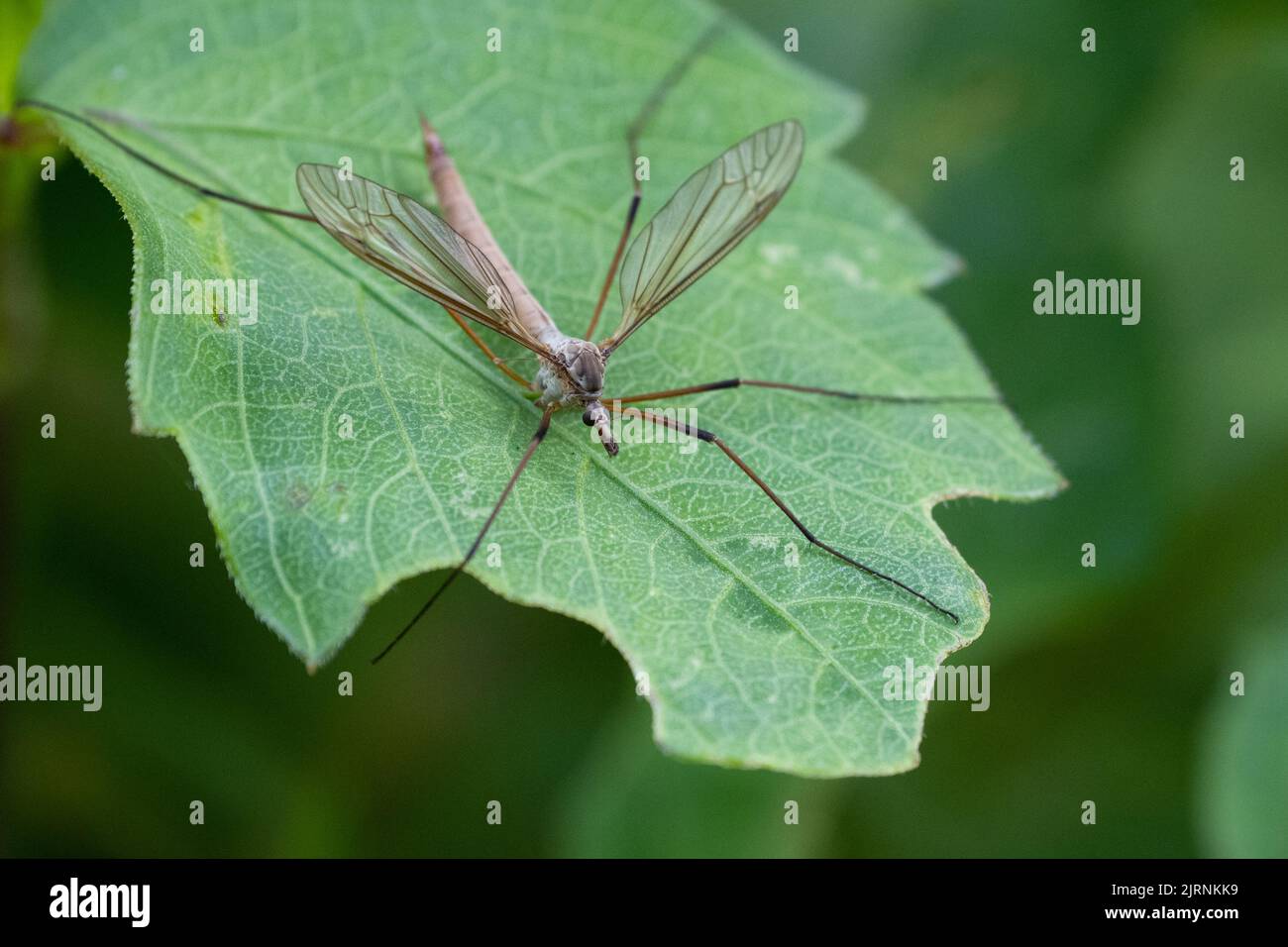 Cranefly or daddy long legs fly resting on leaf in UK garden Stock ...