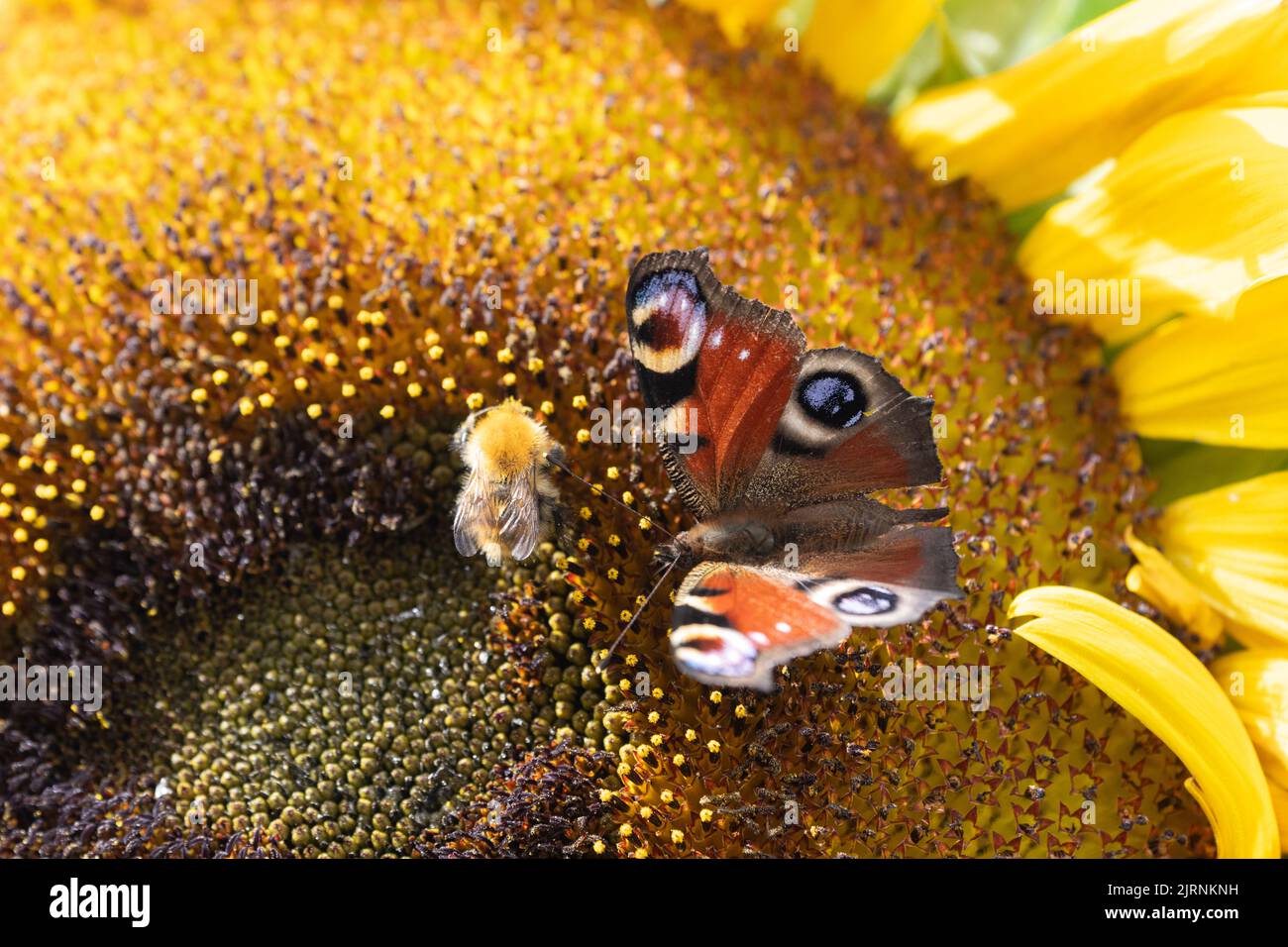 Peacock Butterfly (Aglais io) and bumble bee feeding on sunflower ...