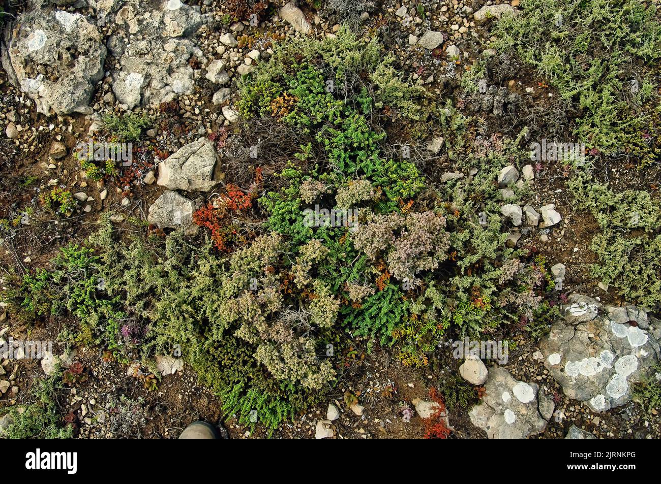 Pattern of typical low growing and salt loving vegetation on the barren ...