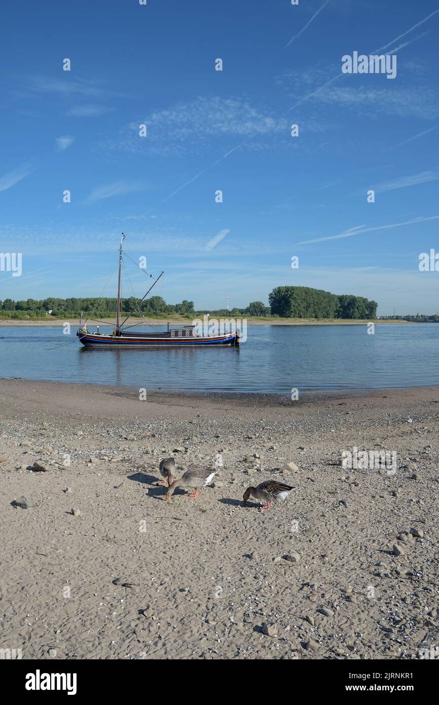 traditional Eel Fishing Boat called Aalschokker at Rhine River in ...