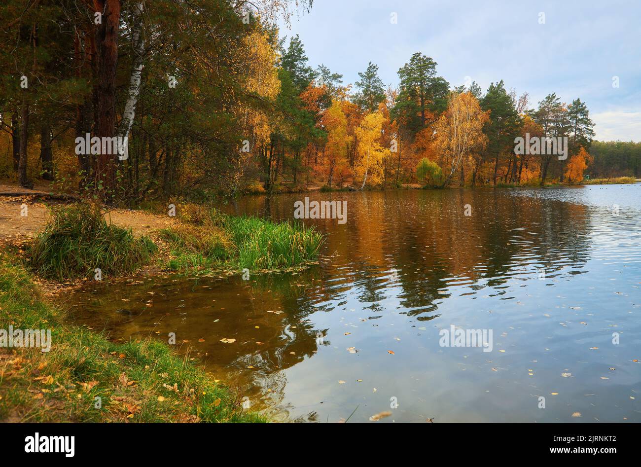 beautiful landscape of golden autumn forest edge with birches and water beautiful reflection of ...