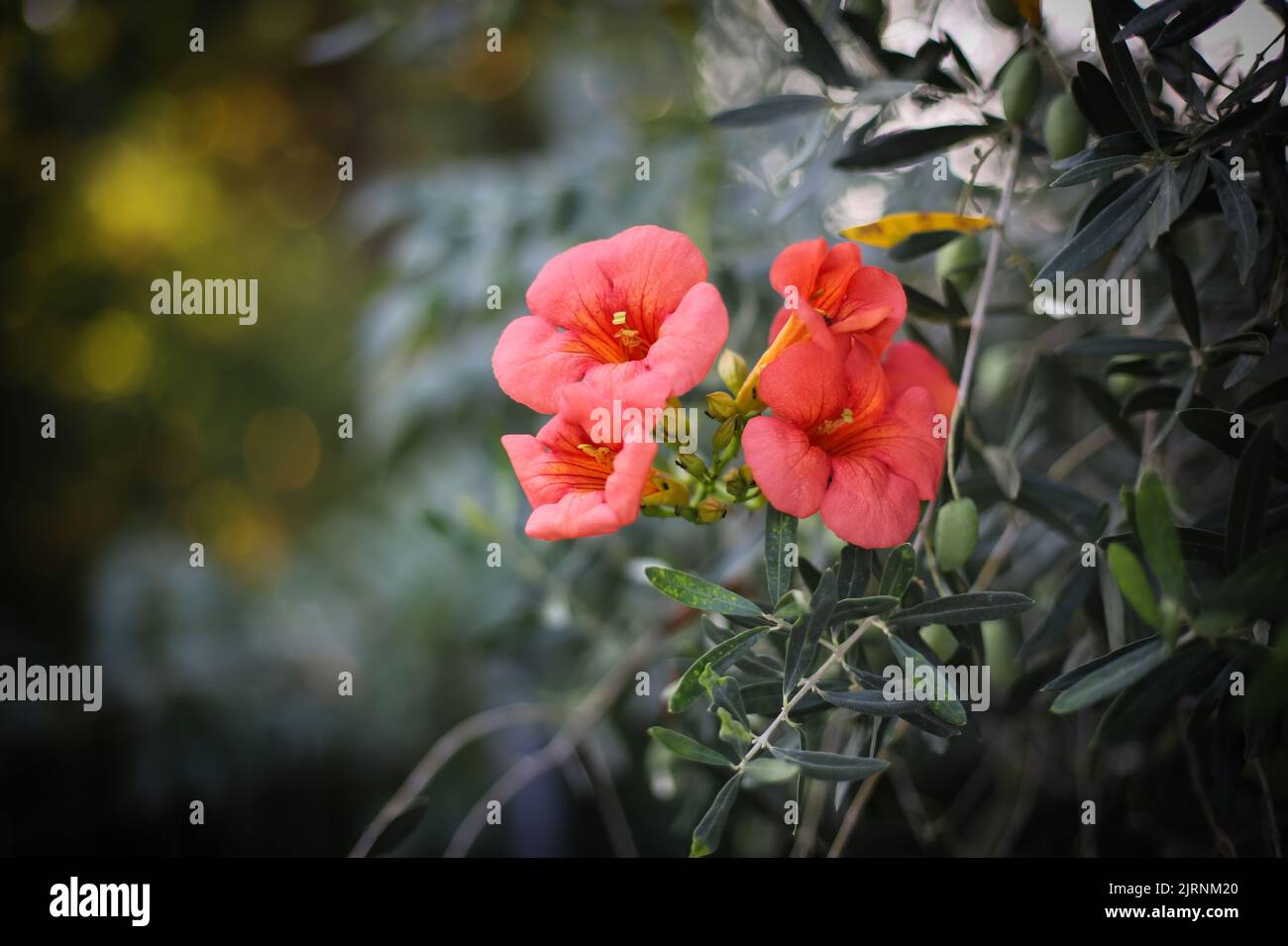 Red Tecoma stans (Esperanza plant, Campsis radicans) in the garden ...