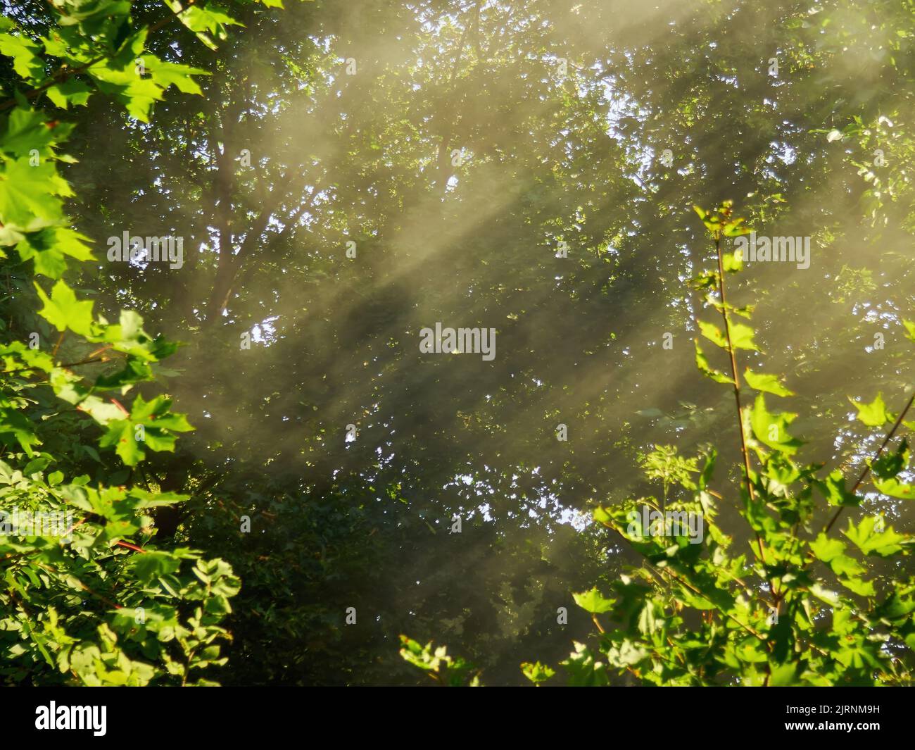 Mystical light breaking through hi-res stock photography and images - Alamy