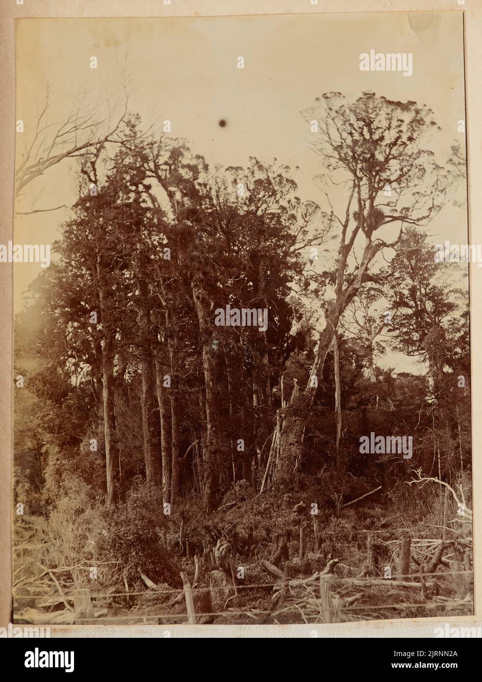 Forest. From the album: Snapshot album - Ruatea, circa 1900, Manawat ...