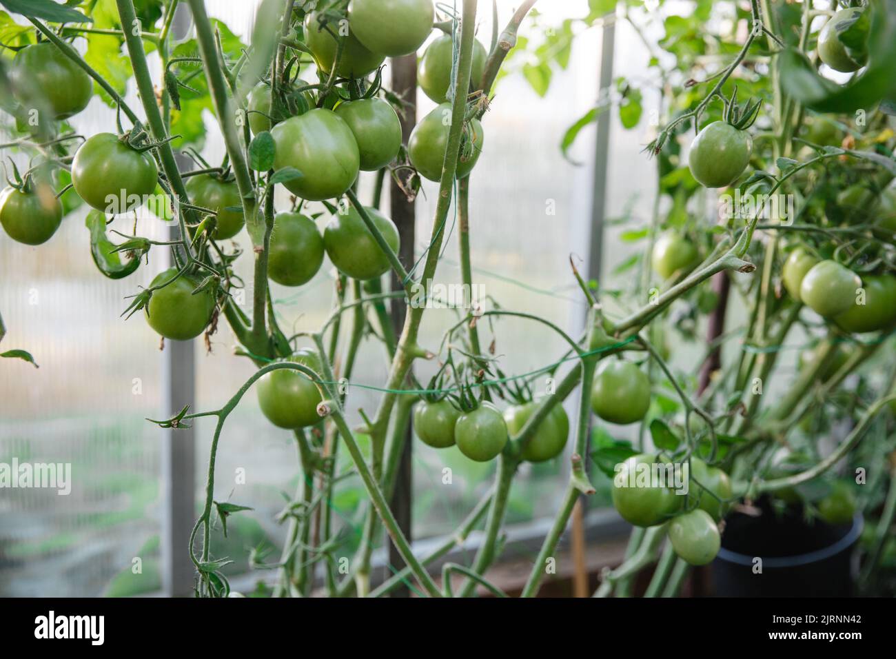 Beautiful Green tomatoes in garden. Green tomatoes plantation. Organic ...