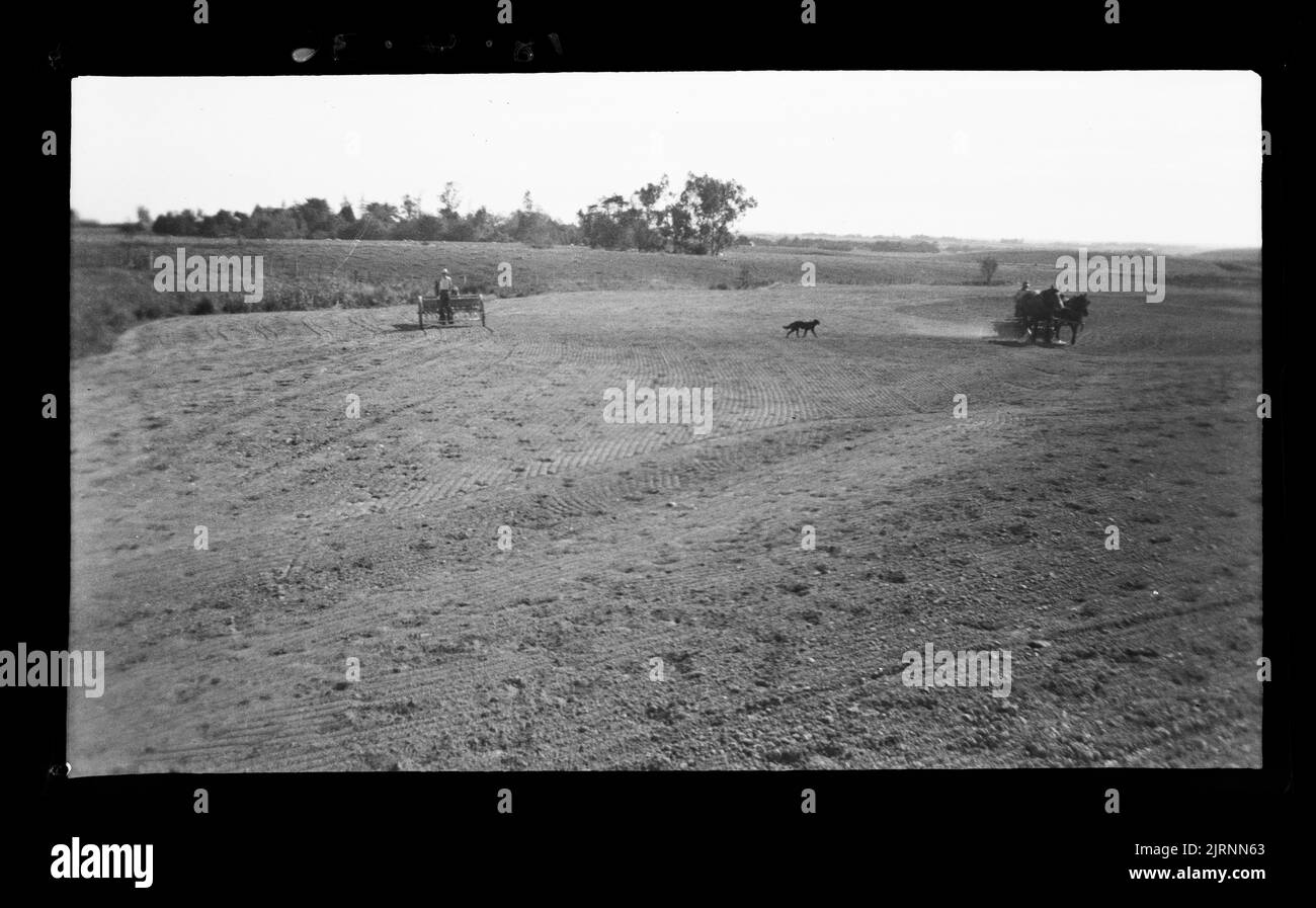 Laying down back of corner paddock : Farm Scenes, 18 April 1936, Levin ...