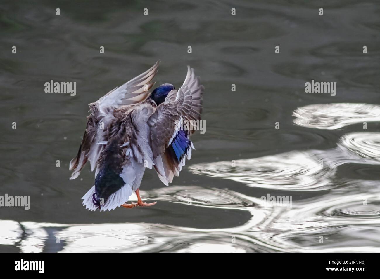 Douro river wild duck landing Stock Photo - Alamy