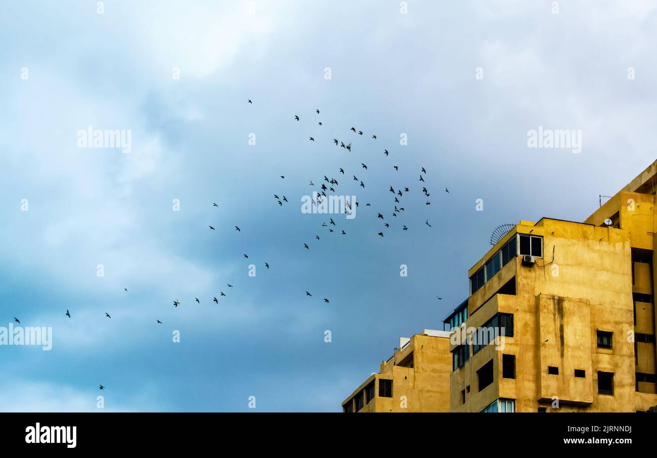 A group of birds flying above the buildings Stock Photo - Alamy