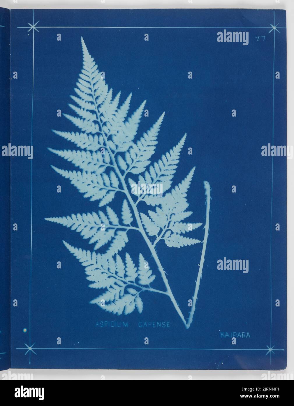 Aspidium Capense. From the album: New Zealand ferns. 148 varieties ...