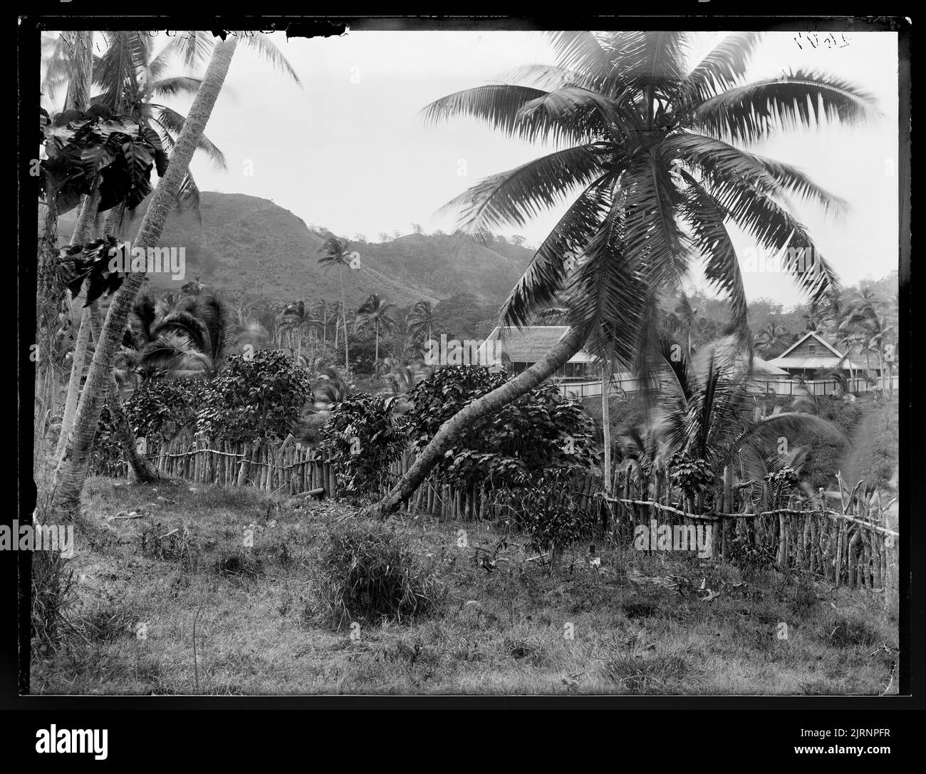 [Mango [Mago], Fiji] Stock Photo - Alamy