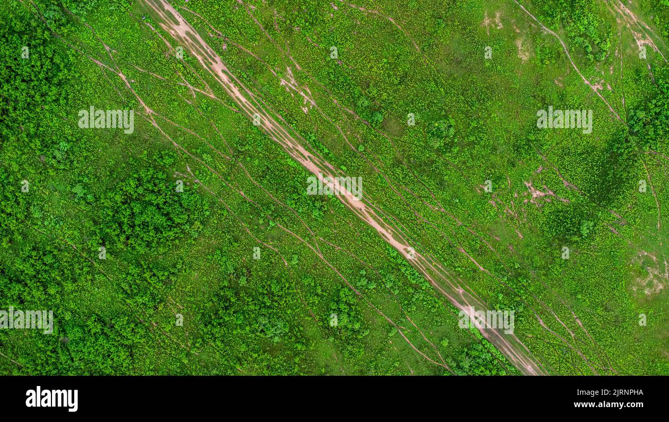 Aerial view of green pasture on a sunny day. Beautiful green area of ...