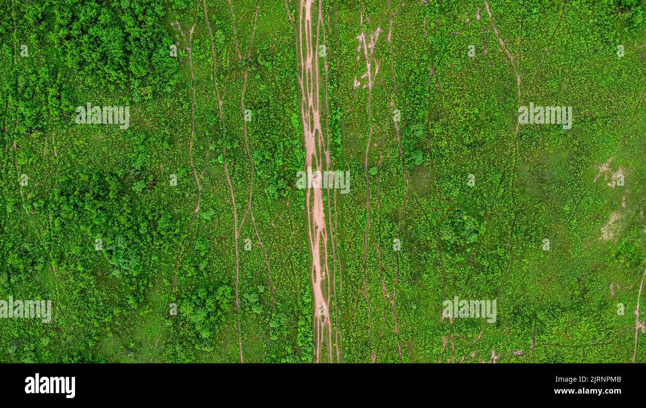 Aerial view of green pasture on a sunny day. Beautiful green area of ...