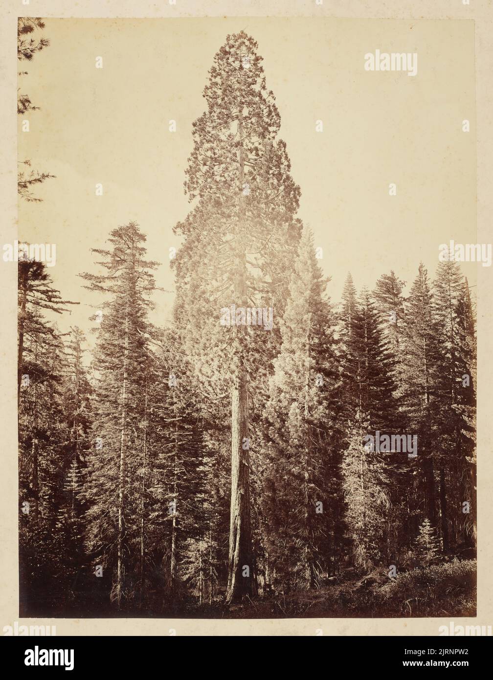 Sequoia gigantea, Mariposa Grove, Yosemite, circa 1861-1881, San Francisco, by Carleton Watkins ...