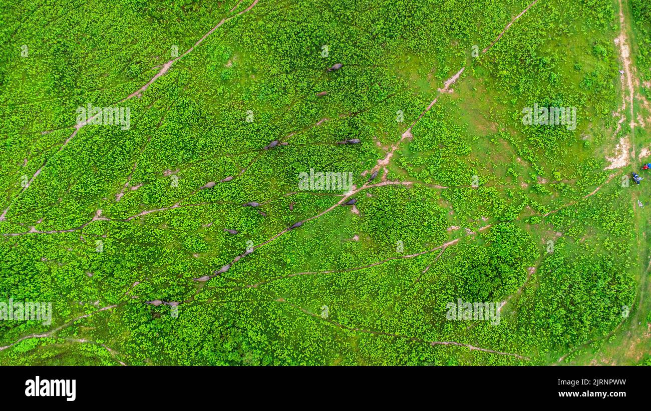Aerial view of group of cows on a rural meadow in a bright morning ...