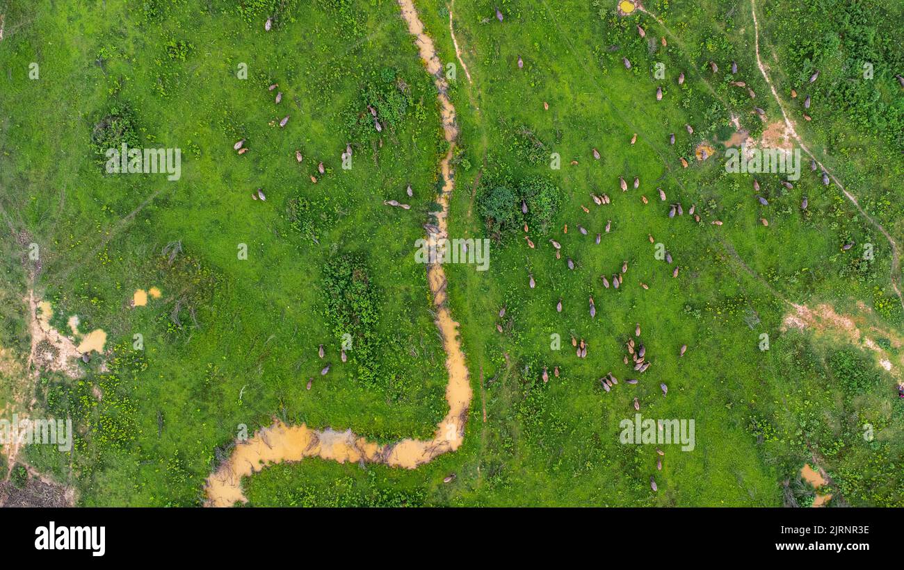 Cattle aerial herd rural area hi-res stock photography and images - Alamy