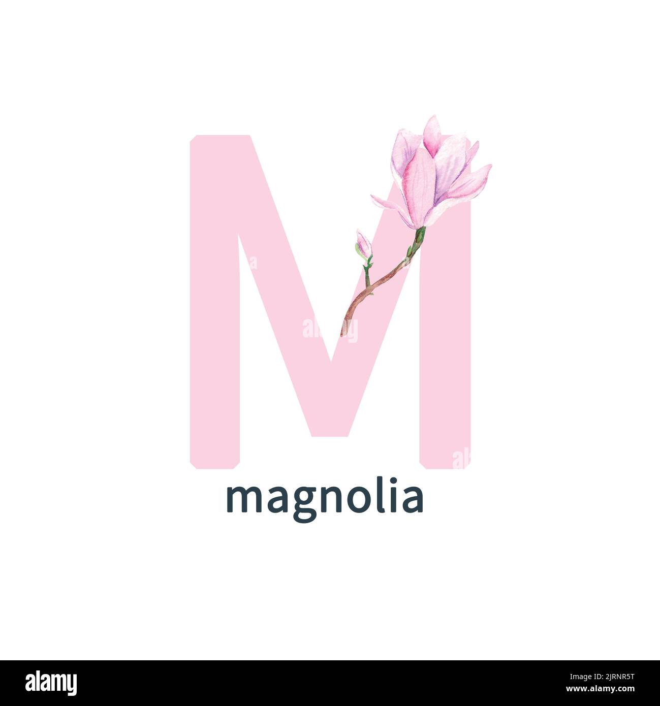 Letter M, magnolia, colorful flower ABC alphabet. Watercolor botanical ...