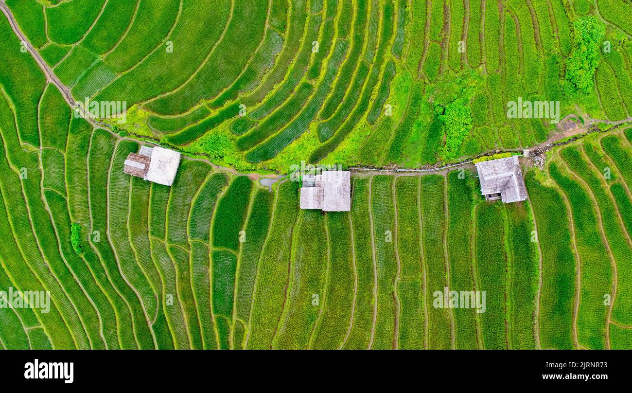 Aerial view of green wavy field in sunny day. Beautiful green area of ...