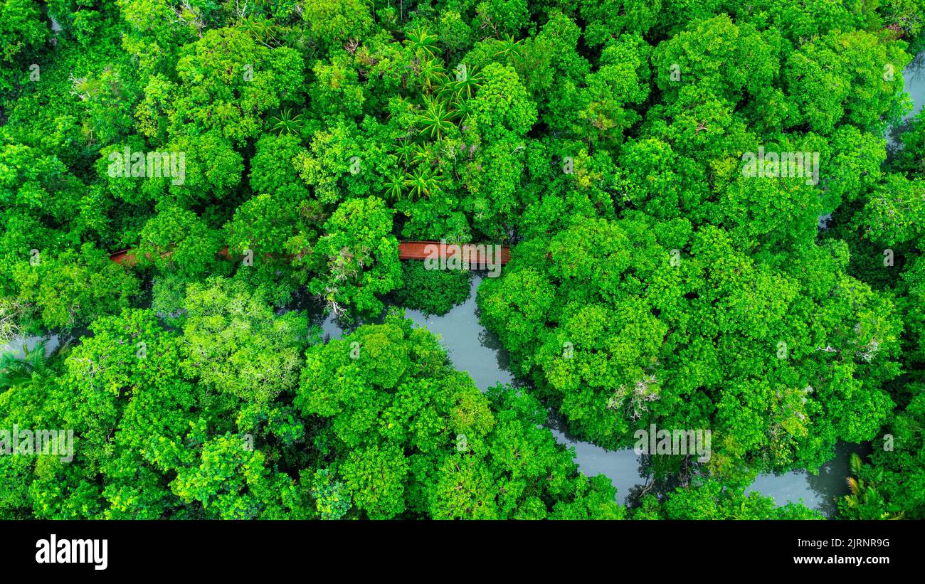 Aerial views of mangrove forests are abundant in southern Thailand. Tha ...