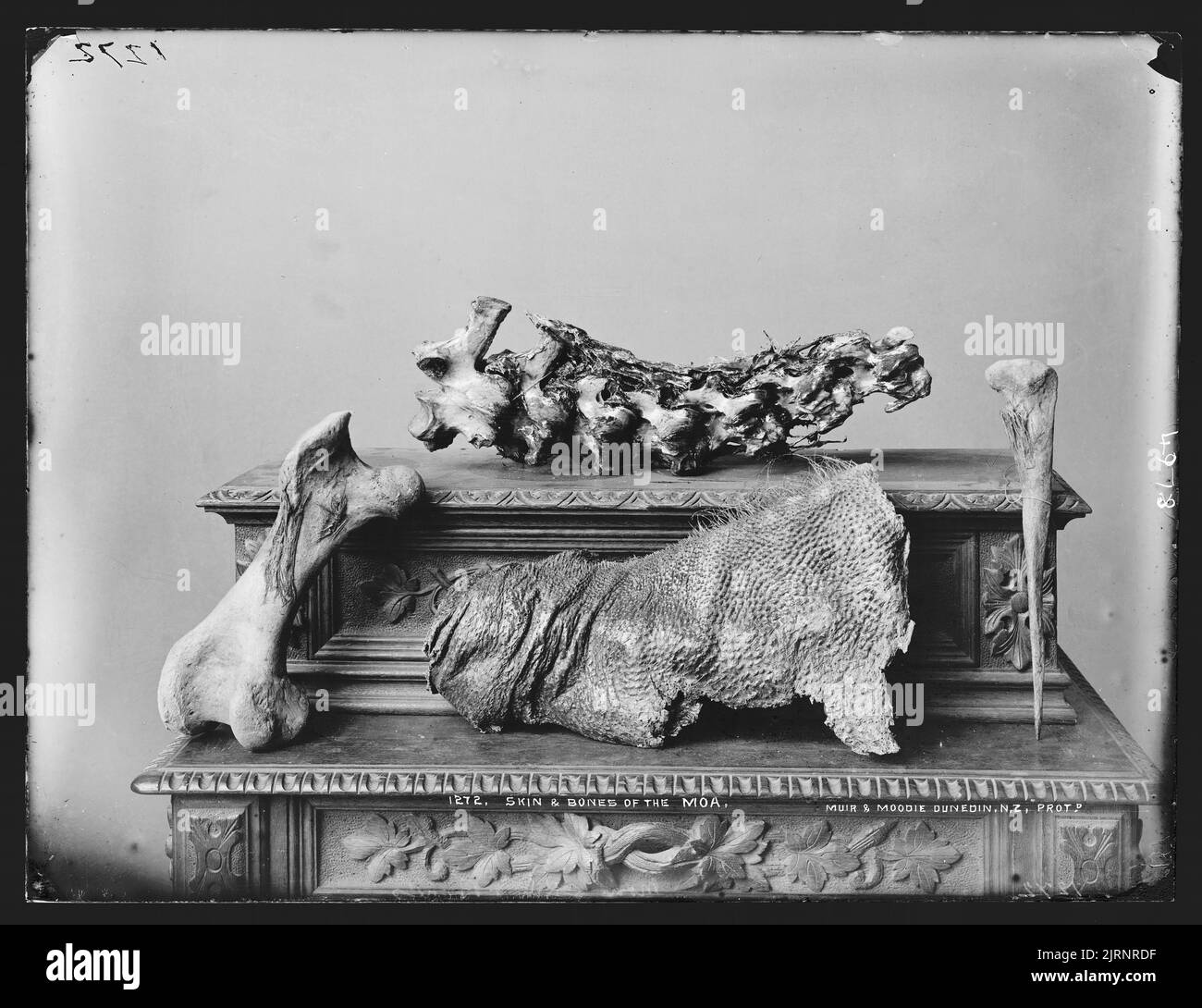 Skin and bones of the moa Stock Photo - Alamy