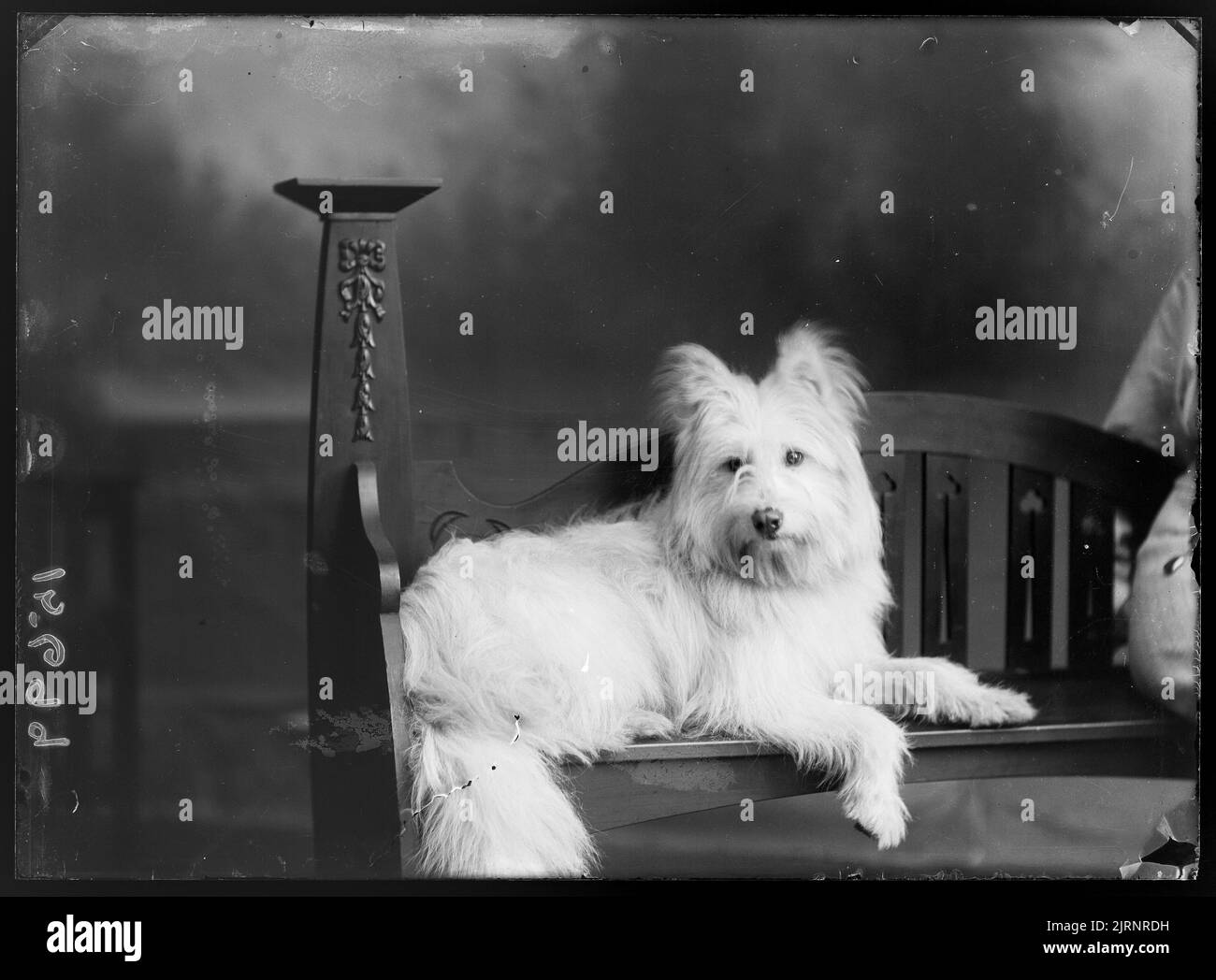 Dog - Freeman, circa 1920, Wellington, by Berry & Co Stock Photo - Alamy