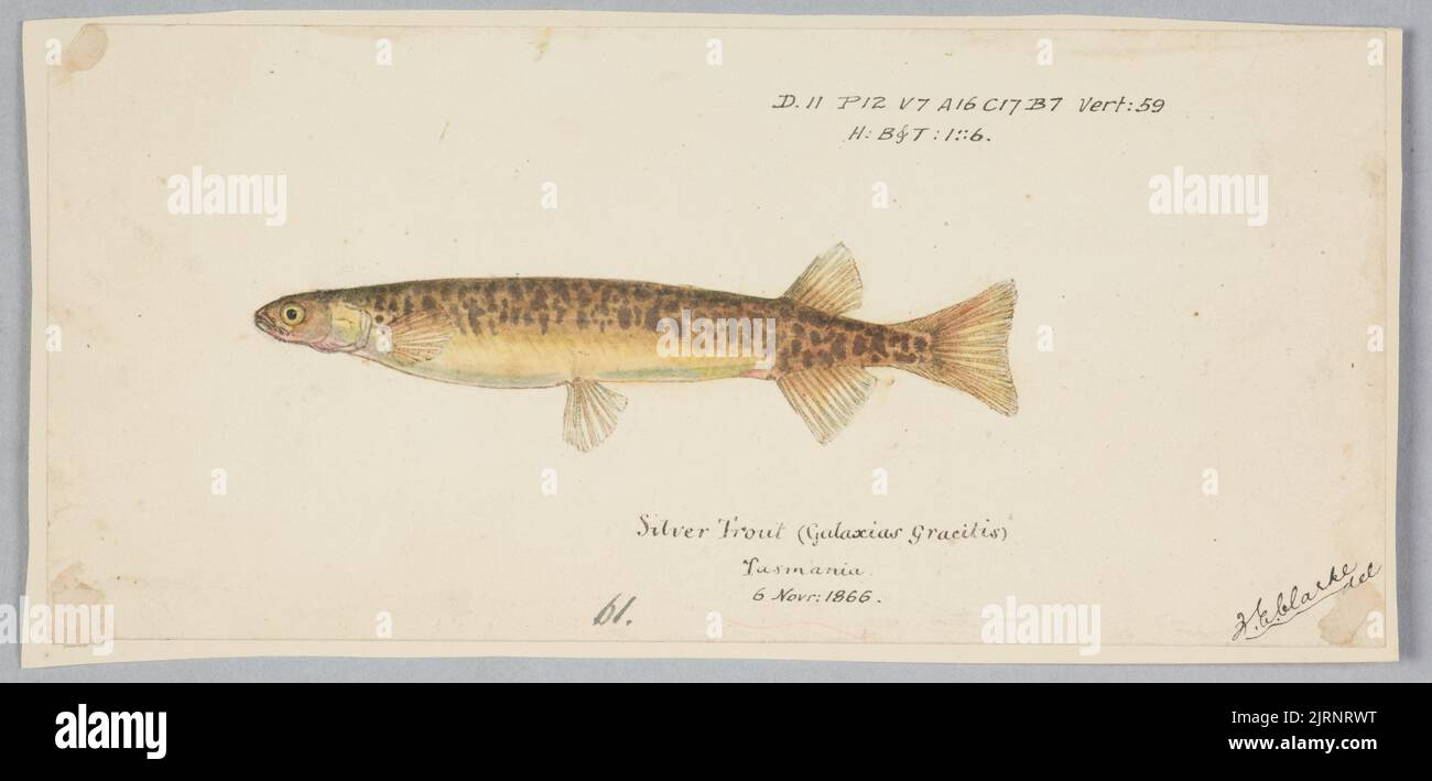 Galaxias gracilis ( dwarf inanga), 1866, Tasmania, by Frank Edward ...