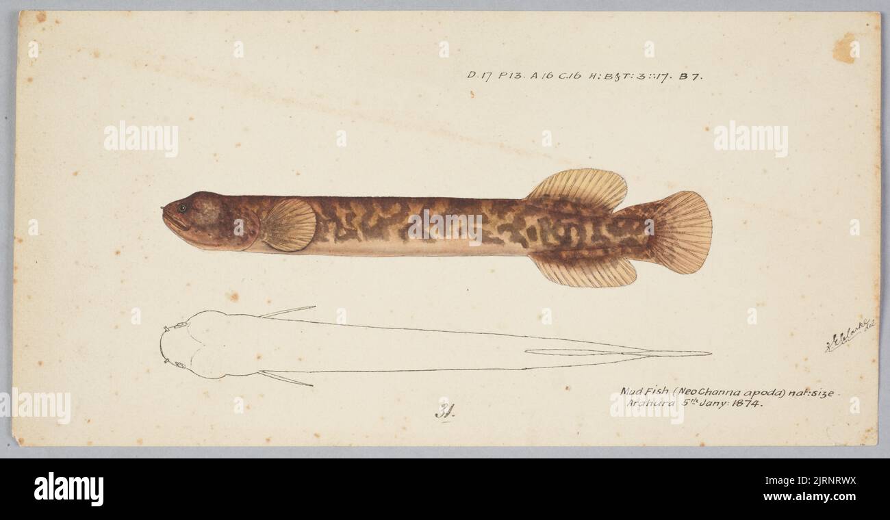 Brown mudfish hi-res stock photography and images - Alamy