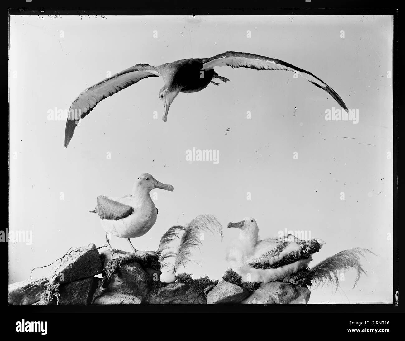 Dunedin albatross Black and White Stock Photos & Images - Alamy