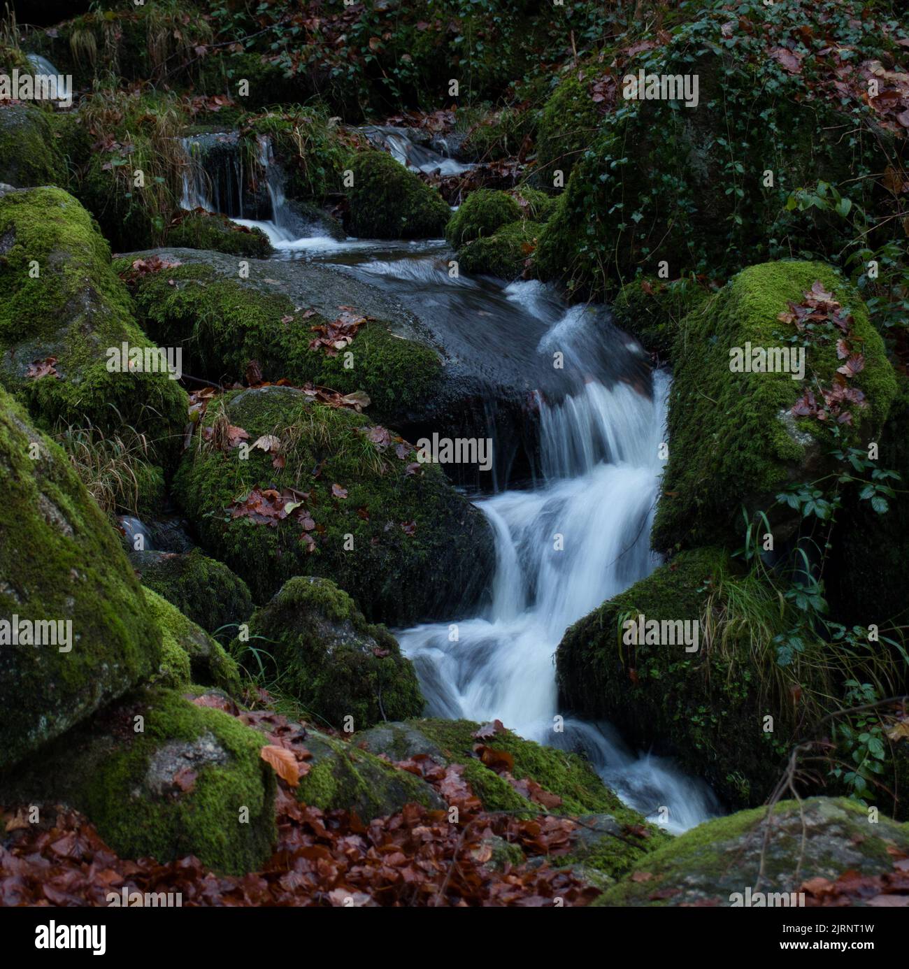 Small stream of water flowing around rocks with green moss on a fall ...